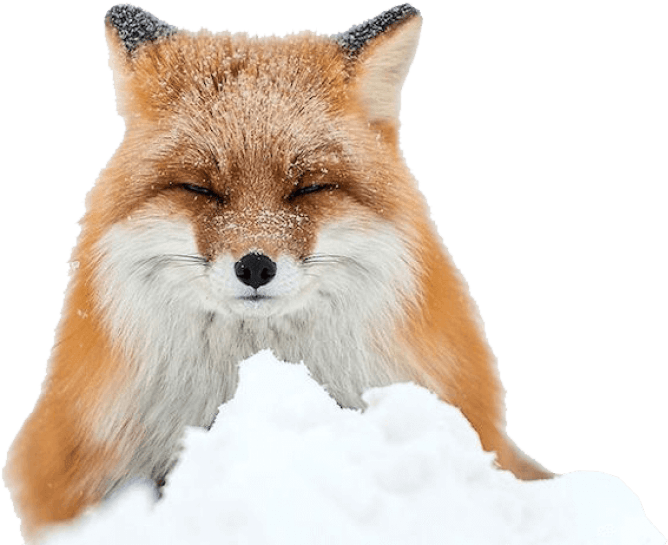 Free Png Fox Png Images Transparent - Cute Adorable Artic Fox (850x566 ...