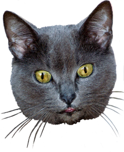 Download Ultimate Cat - Cat Head Transparent Background | Transparent ...