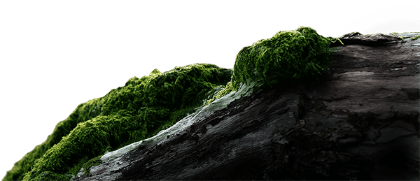 The Emerald Forest (600x259), Png Download