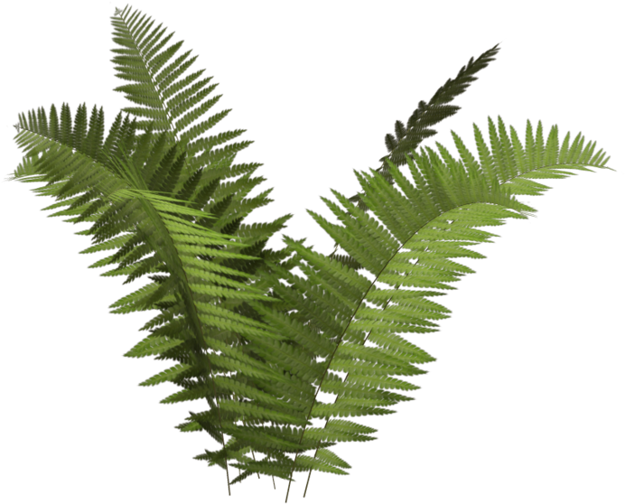 Ostrich Fern Plant Tree Fern Ecology - Transparent Fern (1024x639), Png ...