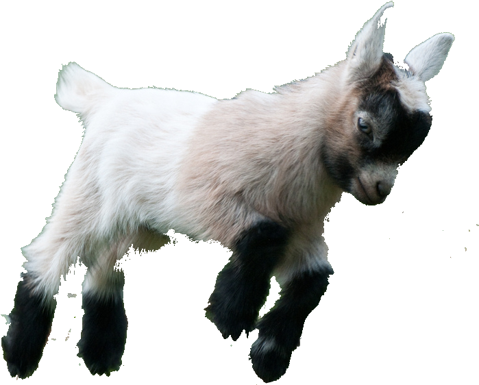 Image Result For Goat Png Transparent - Baby Goat Png (763x615), Png ...