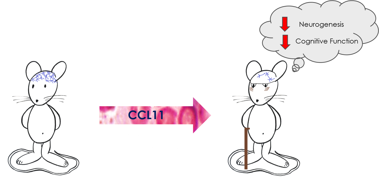 Stem Cell Exhaustion Graphical Abstract - Wikimedia Commons (1600x853 ...