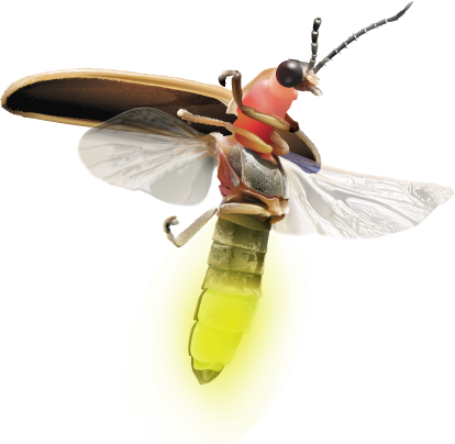 Download Firefly Logo Png - Firefly Insect Png | Transparent PNG ...
