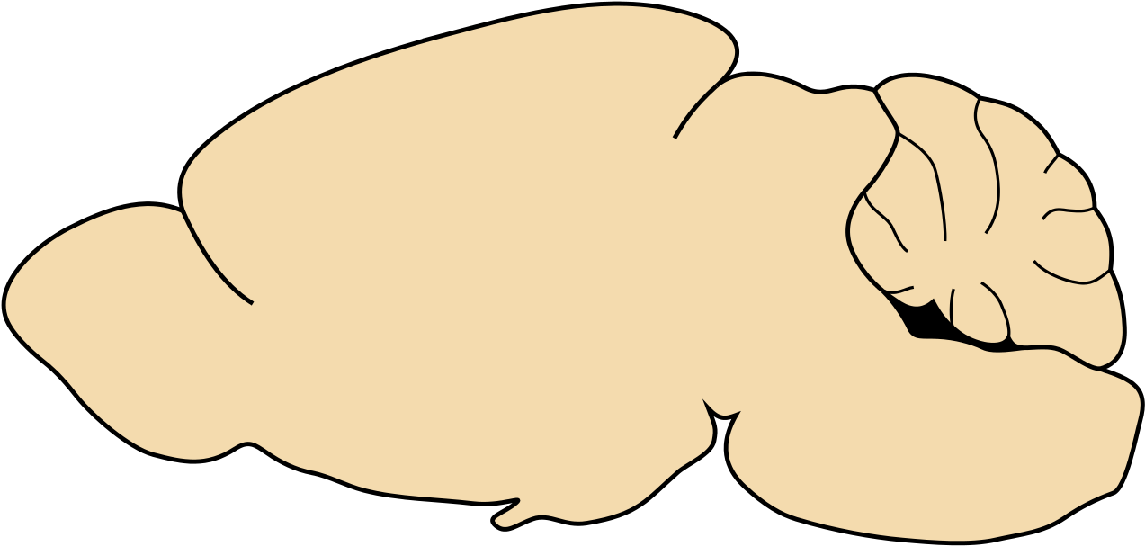 Download Mouse Brain Sagittal - Rat Brain Cartoon | Transparent PNG ...