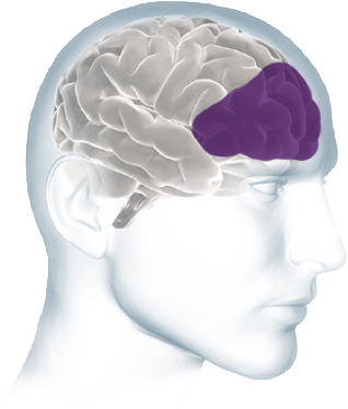 Download View The Specific Regions Of The Cortex - Cortex Thinking ...
