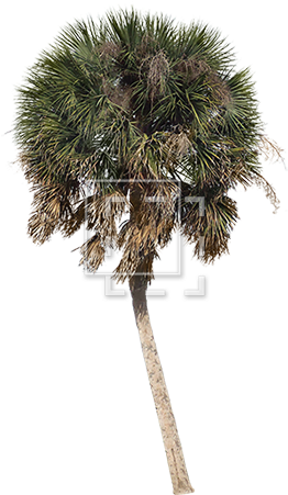 Parent Category - Palm Trees Entourage (450x450), Png Download