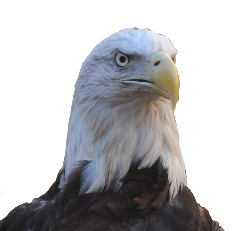 Bald Eagle Head Png Graphic Free Library - Eagle Head Transparent ...