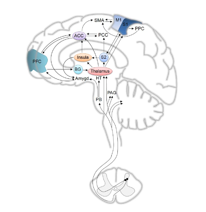 Schematic Representation Of The Human Brain, Illustrating - Primary ...