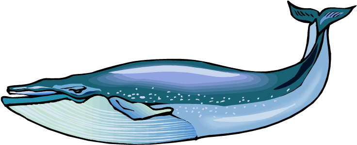 Blue Whale Clip Art - Clip Art Blue Whale (750x313), Png Download