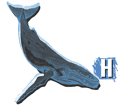 Humpback Whale (600x450), Png Download