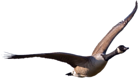 Goose Transparent Png1 - Canadian Goose Flying Png (468x266), Png Download