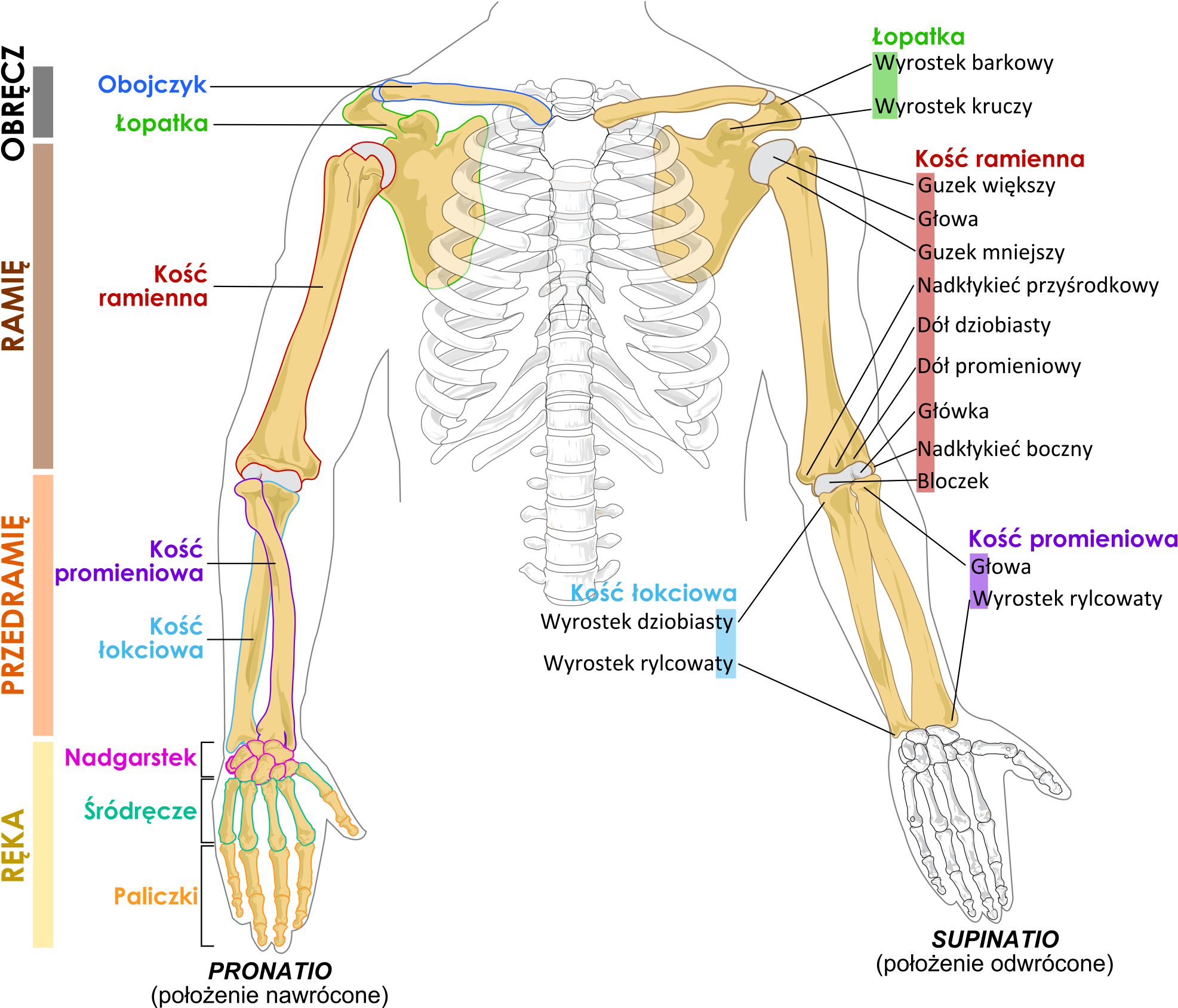 Human Arm Bones Diagram Pl - Arm Bones Diagram (1131x975), Png Download