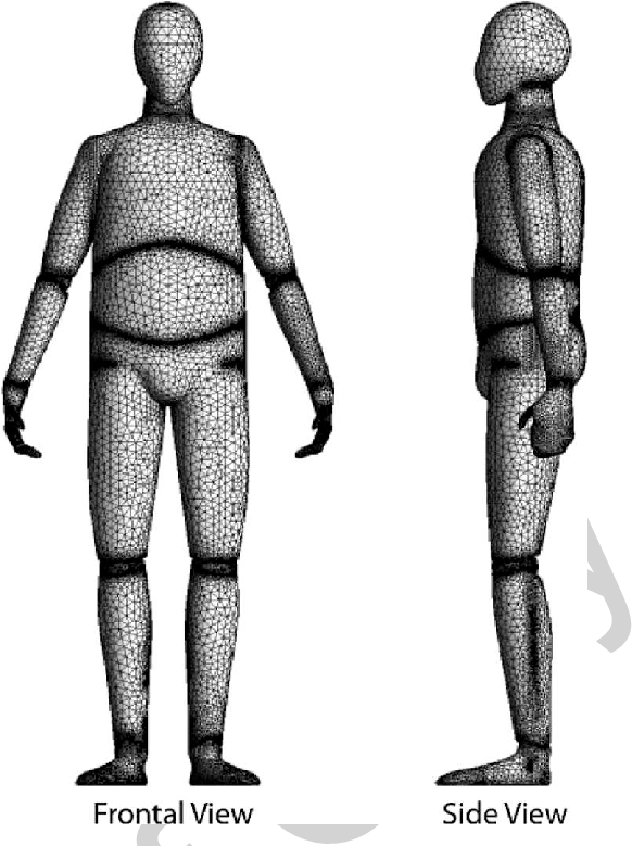 Frontal And Side Views Of The Meshed Human Body Computer - Human ...