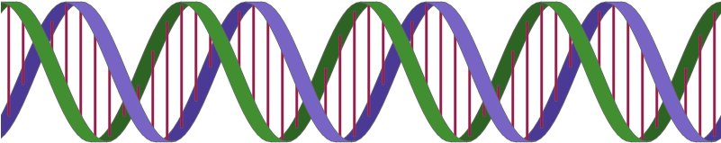 Vertical Vector Double Helix Picture Transparent Stock - Graphic Design ...