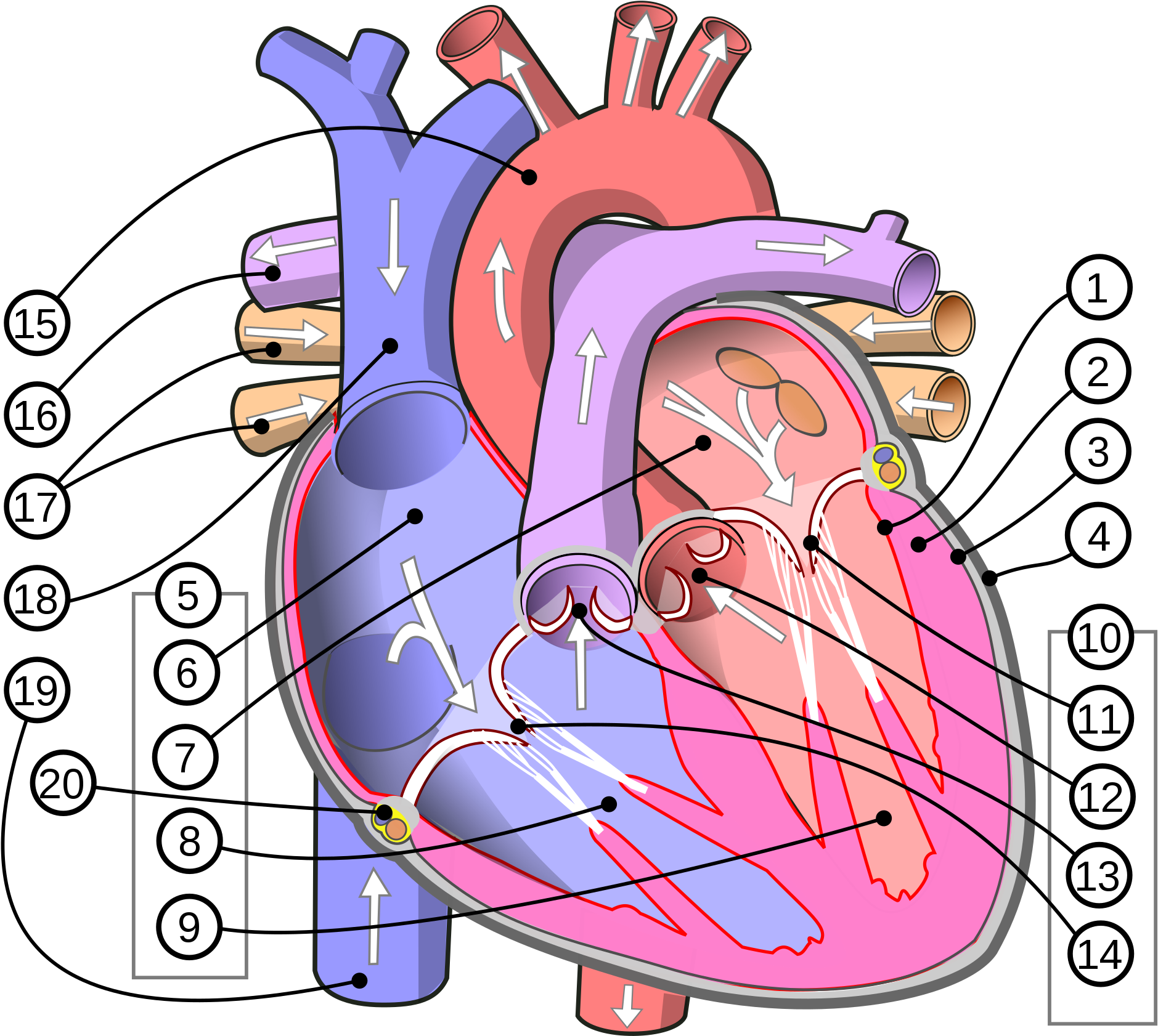 Open - Human Heart Labeled In English (2000x1885), Png Download