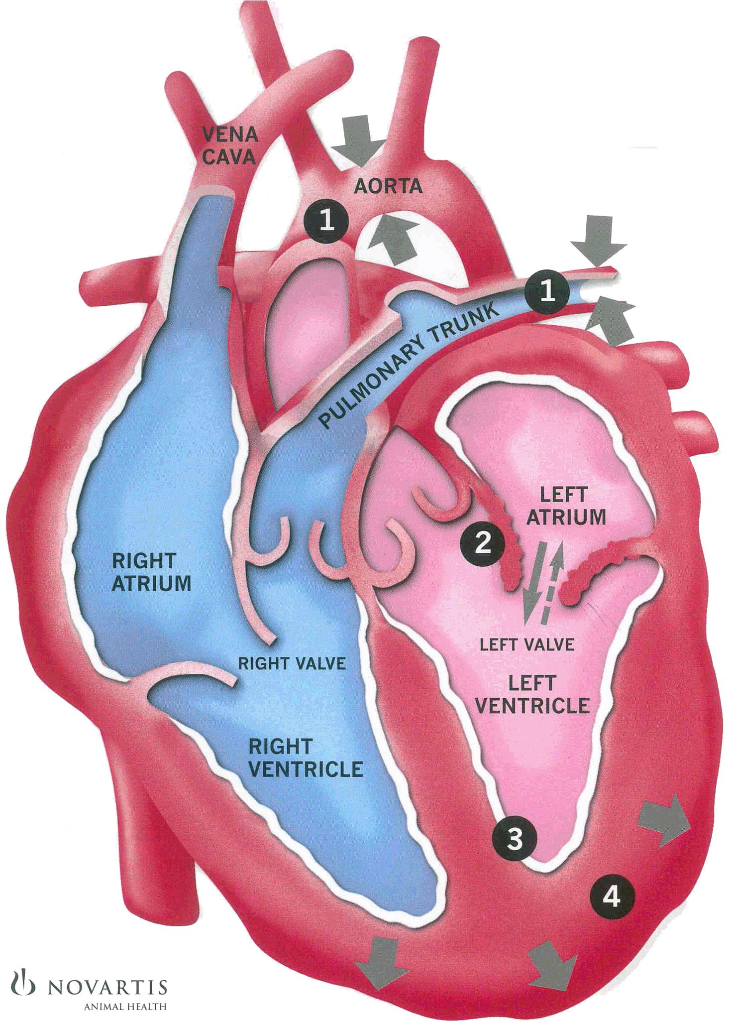 Heart Muscle Png Royalty Free Stock - Congestive Heart Failure Changes ...