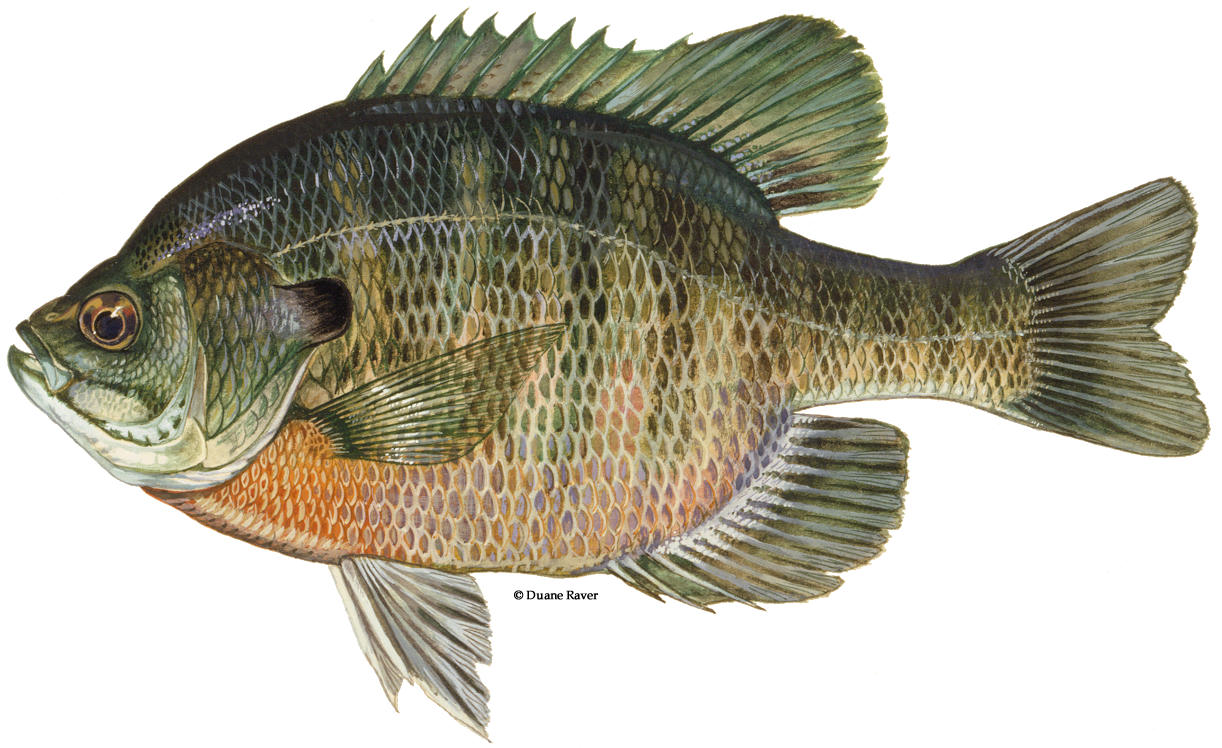 Bluegill Fish (1227x759), Png Download