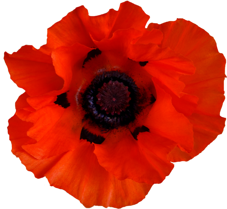 Poppy - Poppies Png (1024x768), Png Download