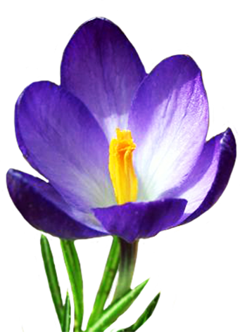 Blue Crocus In Spring - Spring Flower Transparent Background (341x472 ...
