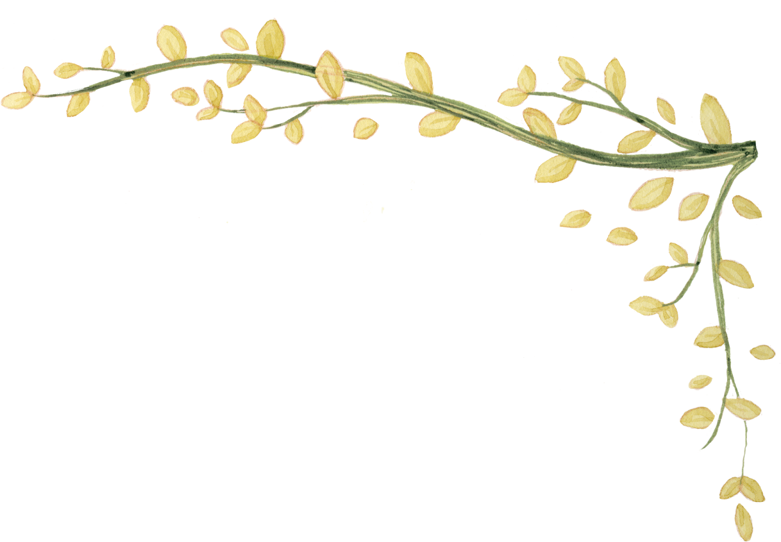 Download Cool Ivy Vine Png Transparent - Vines Design Png | Transparent ...