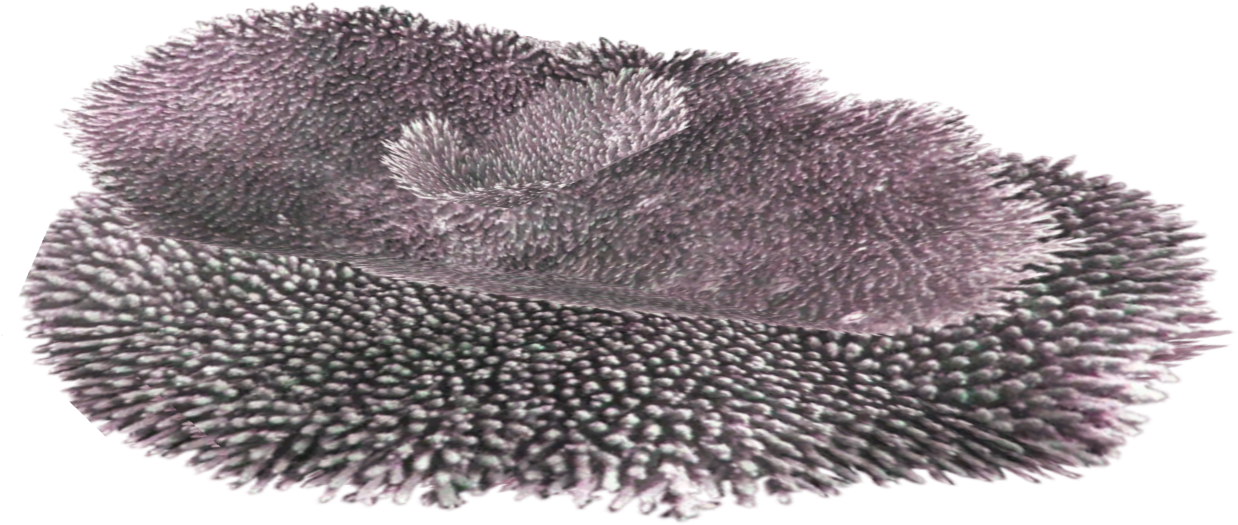 Download Table Coral 5 - Wiki | Transparent PNG Download | SeekPNG