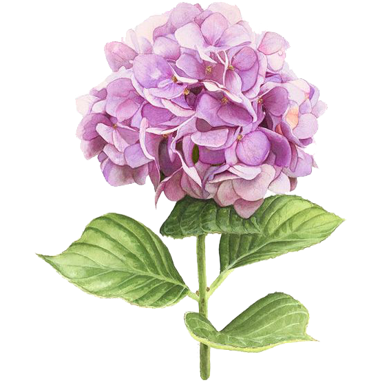 Download Hydrangea Watercolor Painting Botanical Illustration ...