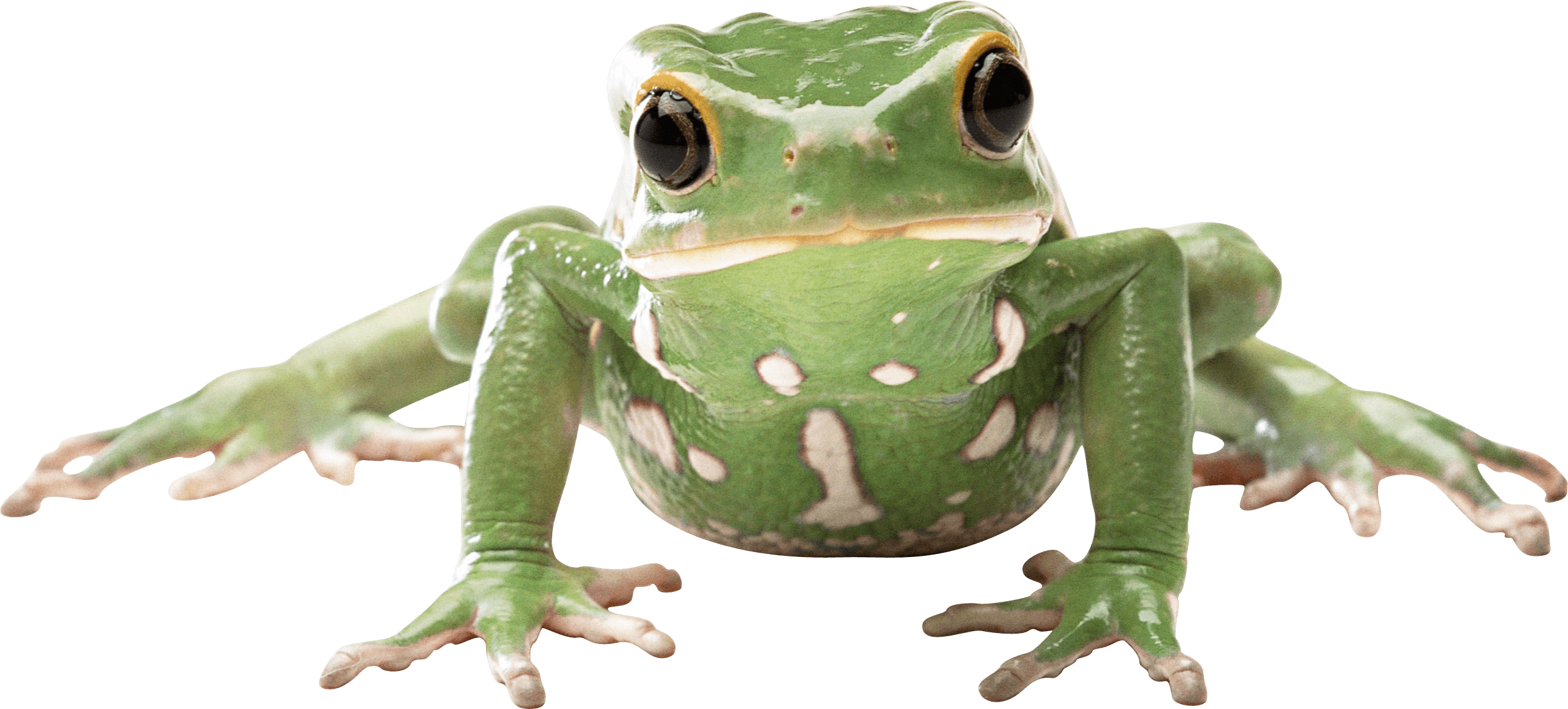 Download Frog Front - Transparent Frog Png | Transparent PNG Download ...