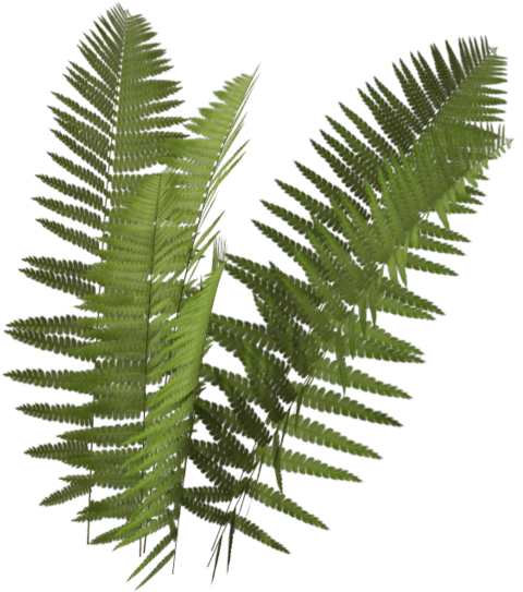 Leaf Rendering Transprent Png - Fern Transparent (1024x639), Png Download