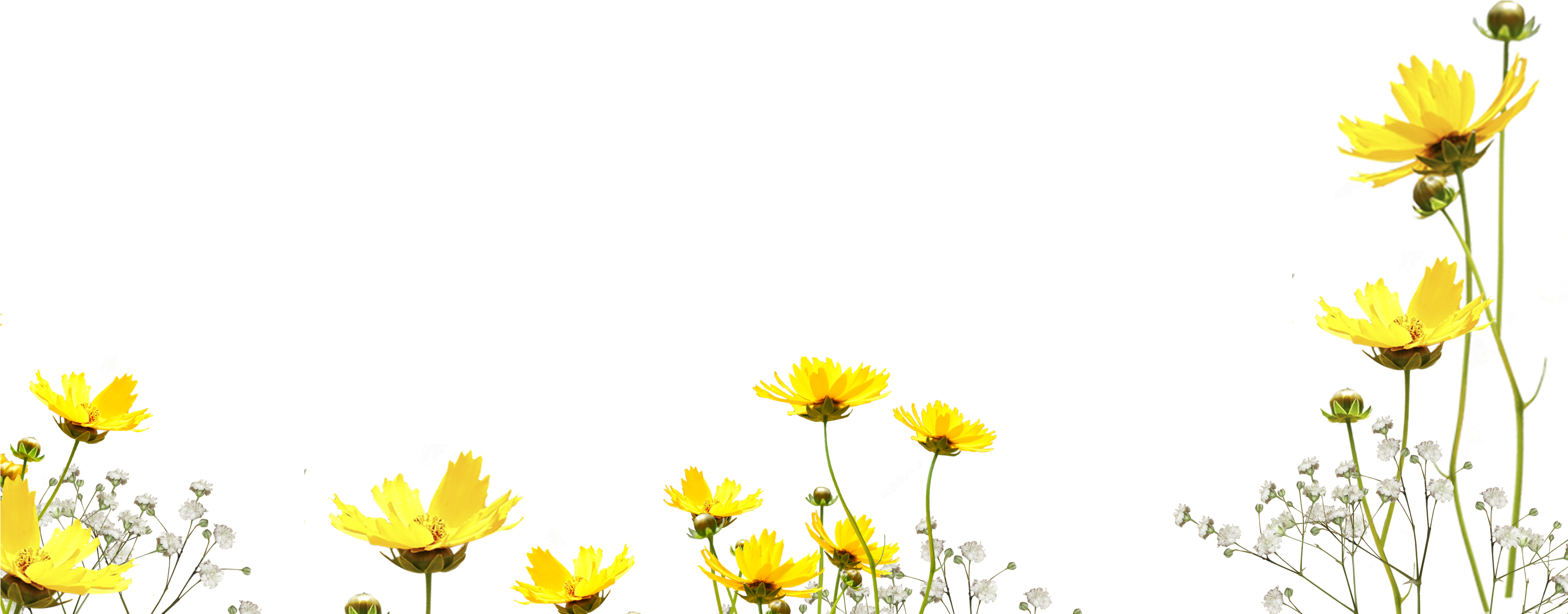 Download Free Flower Photo Overlay, Photoshop Overlays From - Flower ...