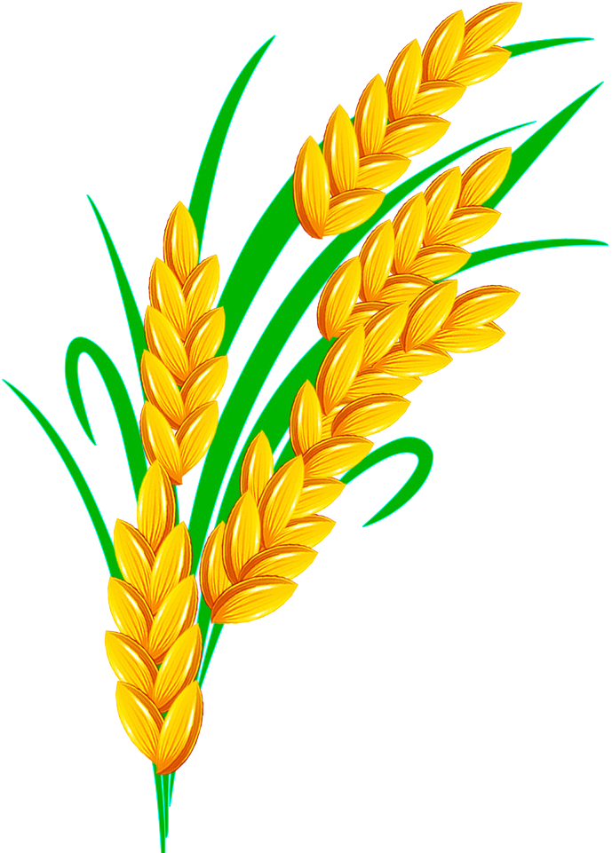 Download Rice Euclidean Vector - Rice Plant Vector Png | Transparent ...