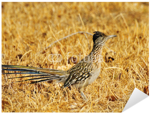 Download Roadrunner | Transparent PNG Download | SeekPNG