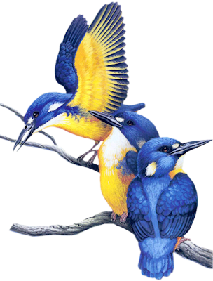 Bl Gold Birds Branch - Bluebird (304x400), Png Download