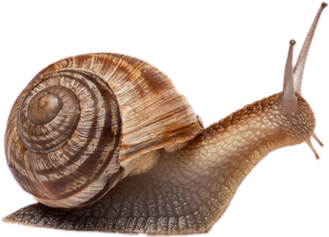 External Anatomy Of A Snail (665x480), Png Download
