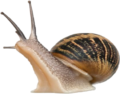 Snail Transparent Background (408x321), Png Download