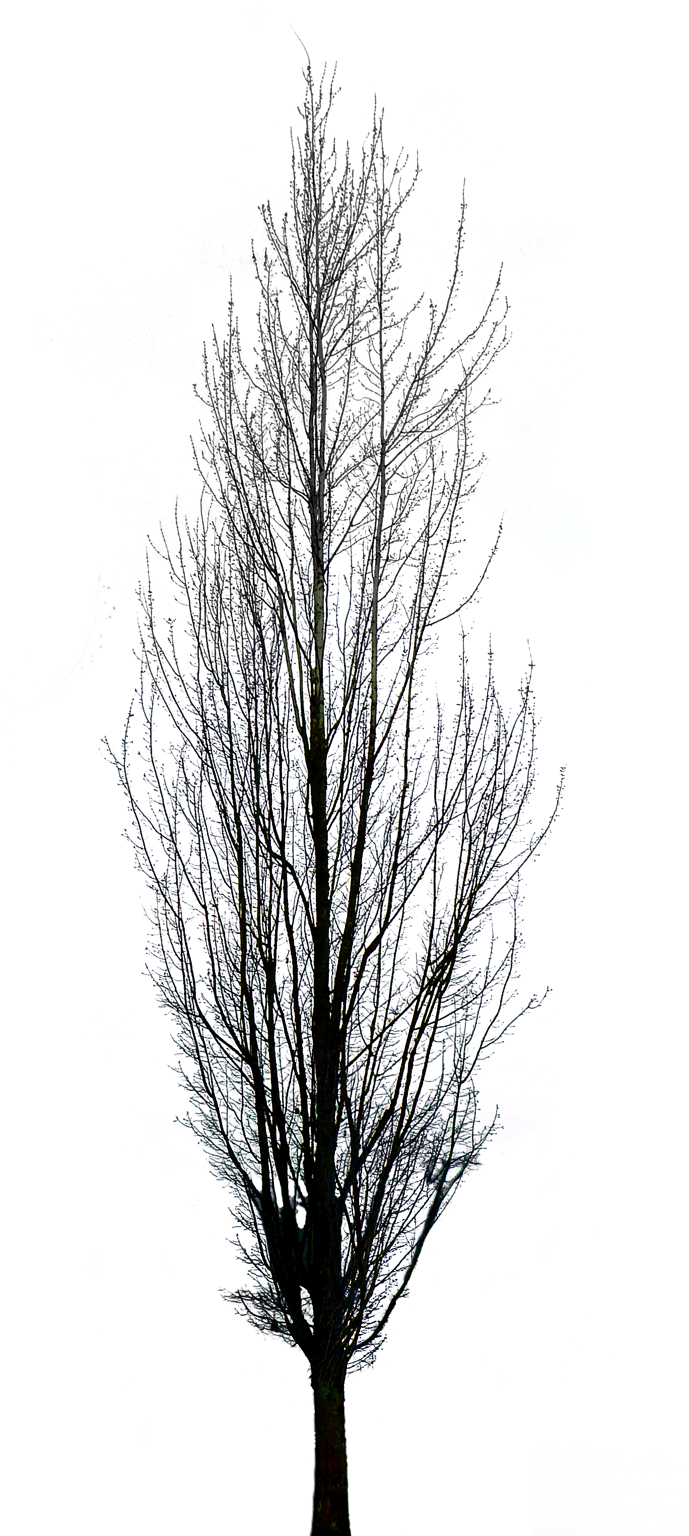 Tree (1447x3112), Png Download