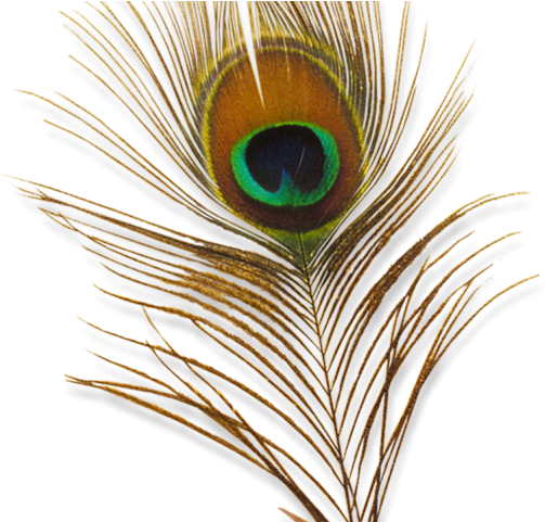 Download Peacock Feather Png Transparent Images - Png Mor Pankh ...