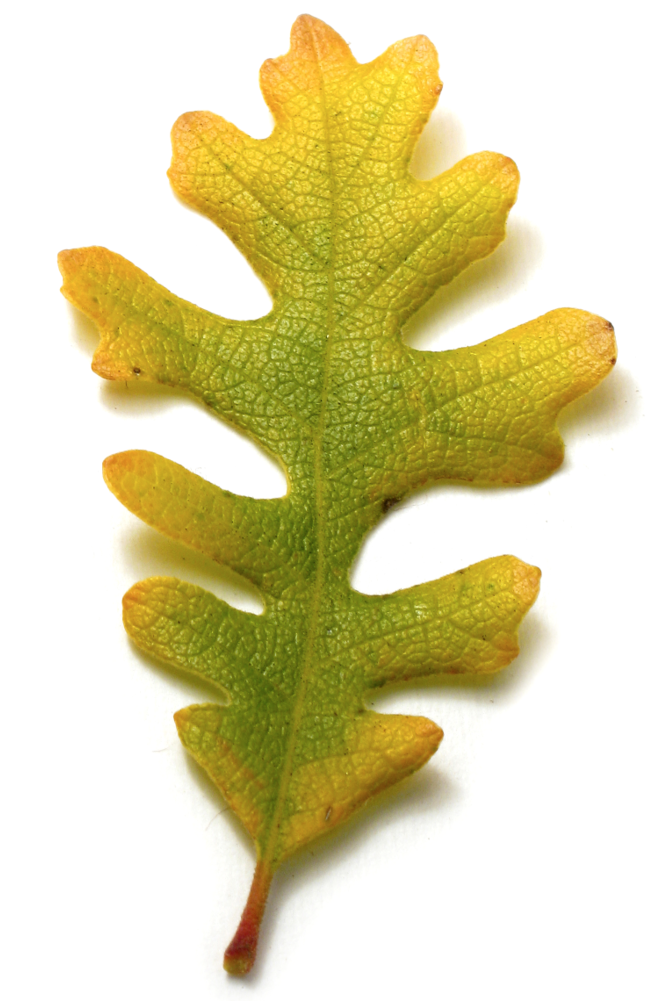 California's Iconic Trees (1000x1000), Png Download