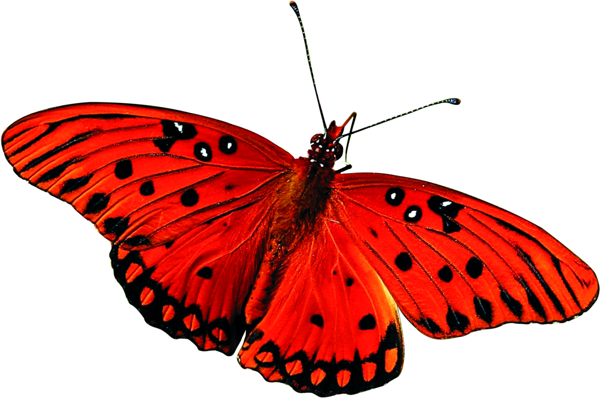 Download Best Butterfly Png One - Red Butterfly Transparent Background ...
