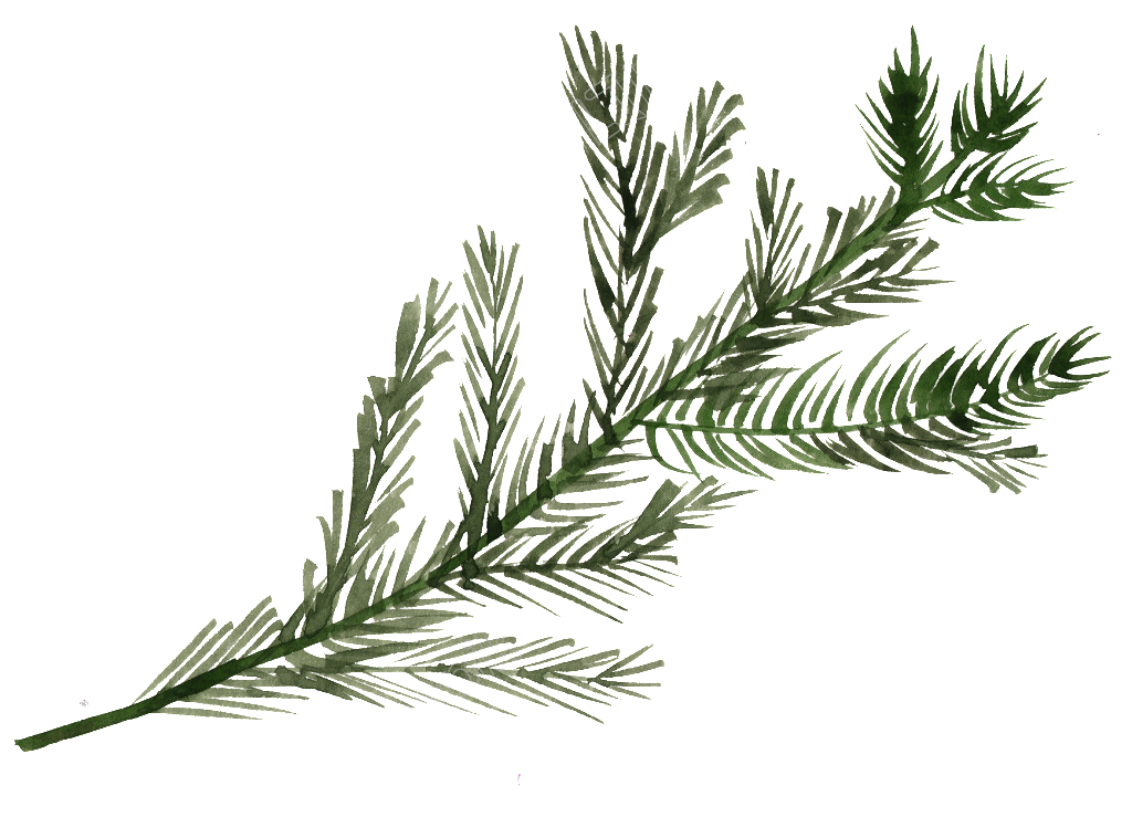 Watercolor Pine Tree Branch Png - Pine Tree Branch Png (1024x739), Png ...