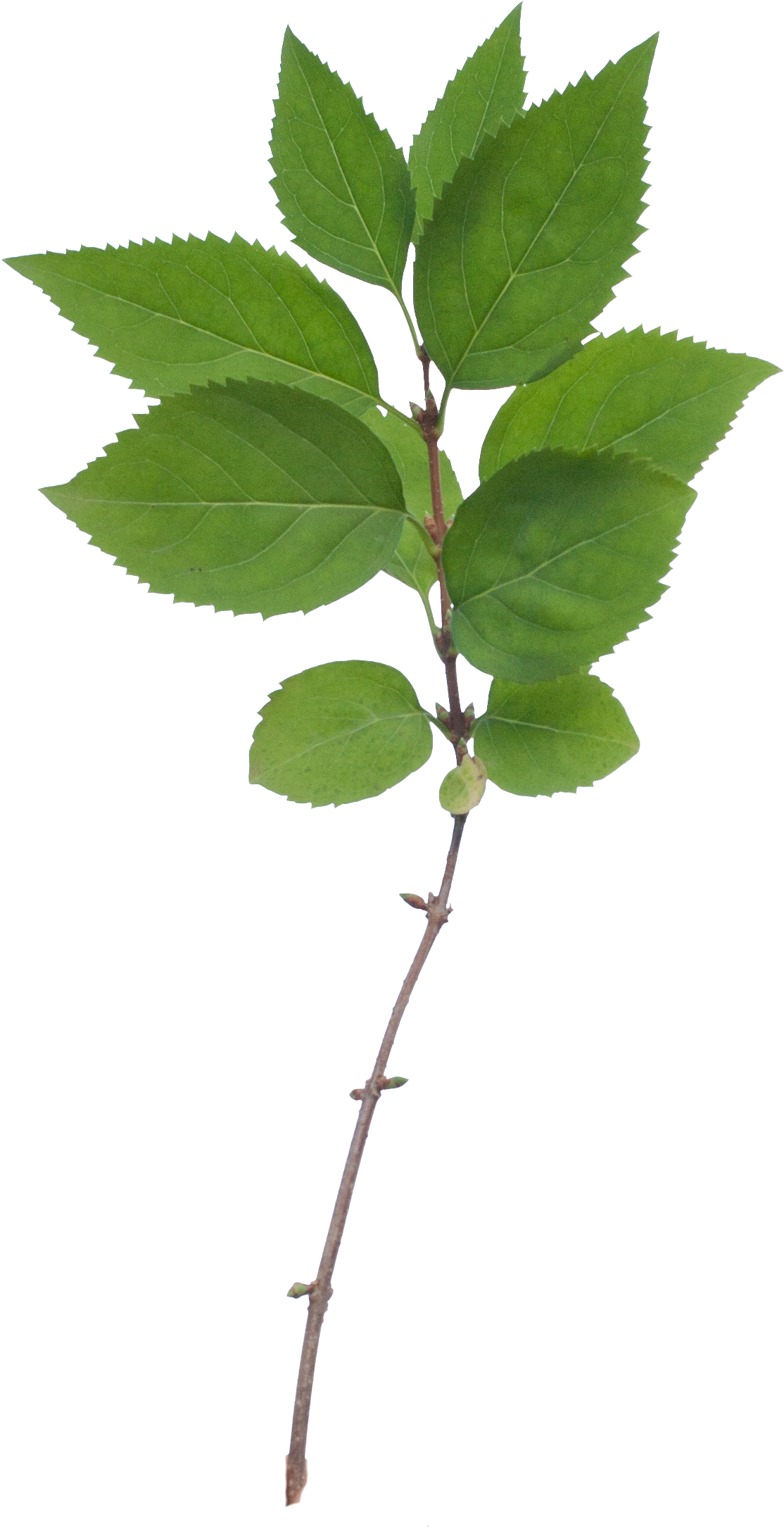 Download Vector Black And White Stock Paramecij - Tree Branch Texture ...