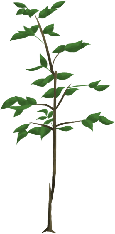 Oak Tree Oak Tree-sapling - Houseplant (1024x1024), Png Download