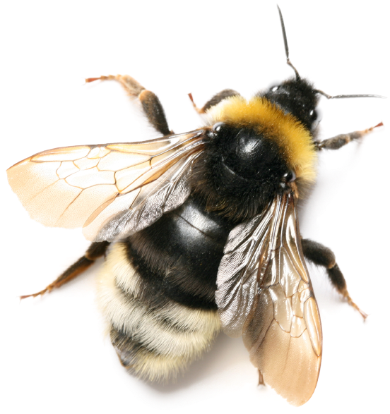 Bee Bombus Terrestris Pascuorum Hortorum Honey - Three Ecologies By ...