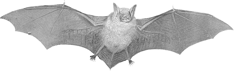 Clipart Bat Real Life - Bat Transparent (800x259), Png Download
