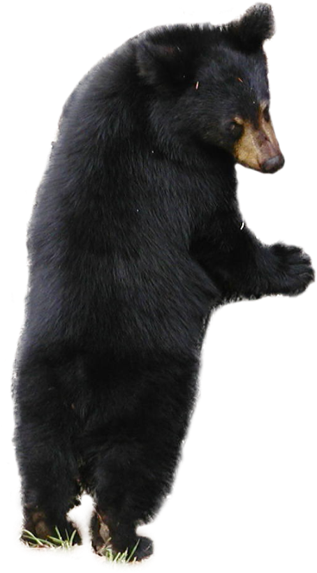 Sloth Clipart Transparent Background - Sloth Bear Png (1440x1080), Png ...