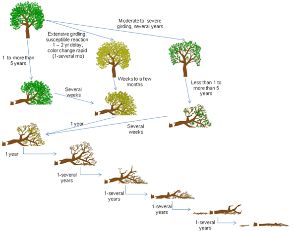Figure 2-2b Paths Of Sod Disease Progress And Eventual - Diagram ...
