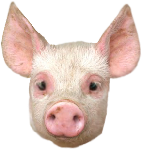 Download Images Of Animal Spacehero - Pig Head Transparent Background ...