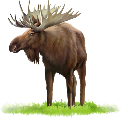 Visit - Moose Png (500x491), Png Download