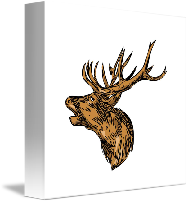 Red Deer Stag Head Roaring Drawing By Aloysius Patrimonio - Draw Red ...