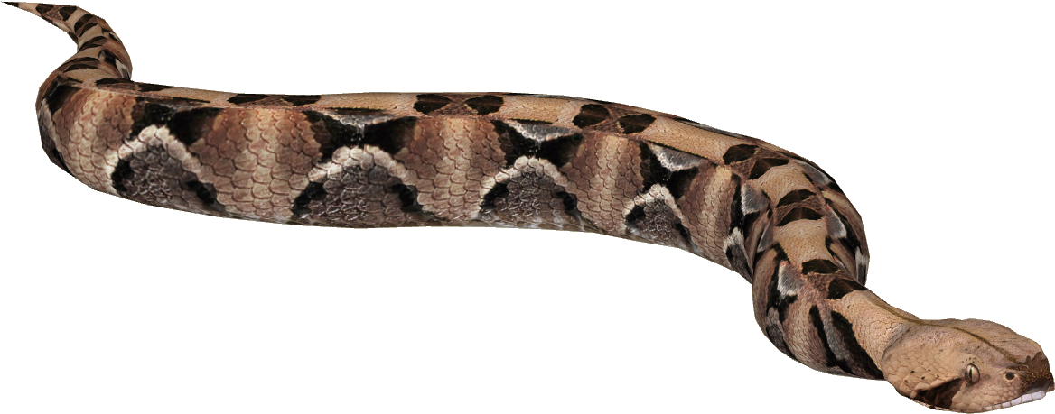 Gaboon Viper 2 - Wiki (1167x1167), Png Download