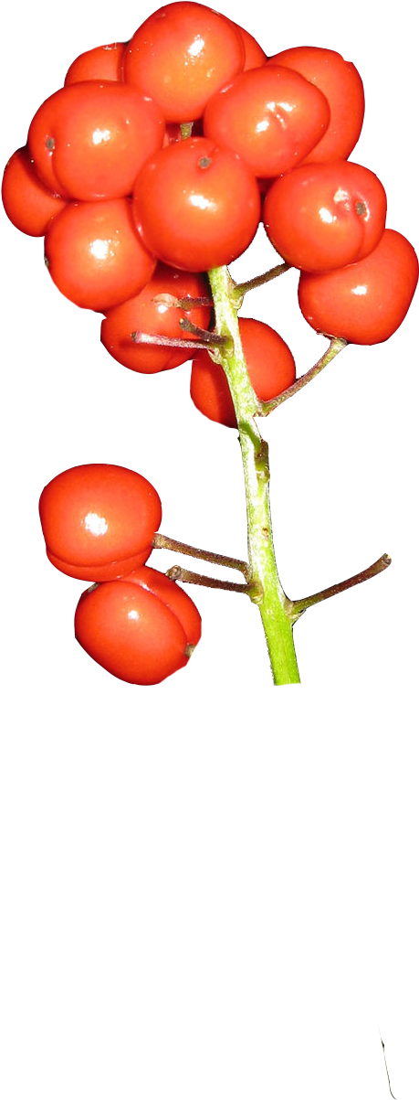 Baneberry Red Berries Poisonous Plant Southeast Alaska - Baneberries ...